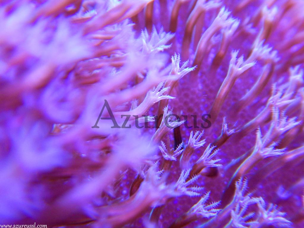 Un mar de pólipos en Azureus - Azureus