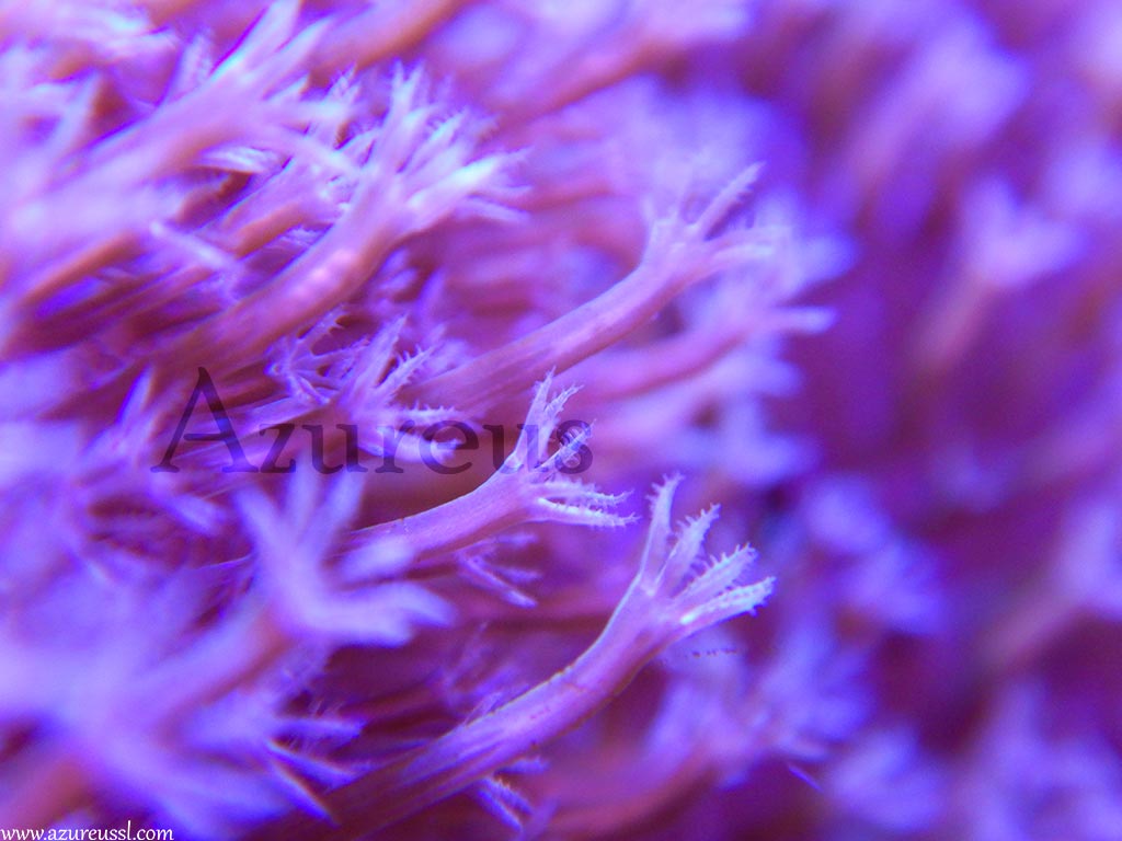 Un mar de pólipos en Azureus - Azureus