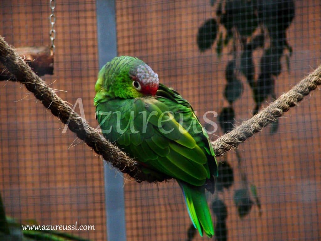 ¿Cómo puedo saber si mi loro está enfermo? - Azureus